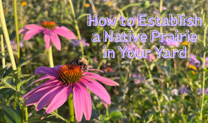 How to Establish a Native Prairie in Your Yard | River Action, Inc.